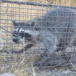 AZ Critter Getter – Pest Control Mesa, Gilbert, Chandler, Phoenix