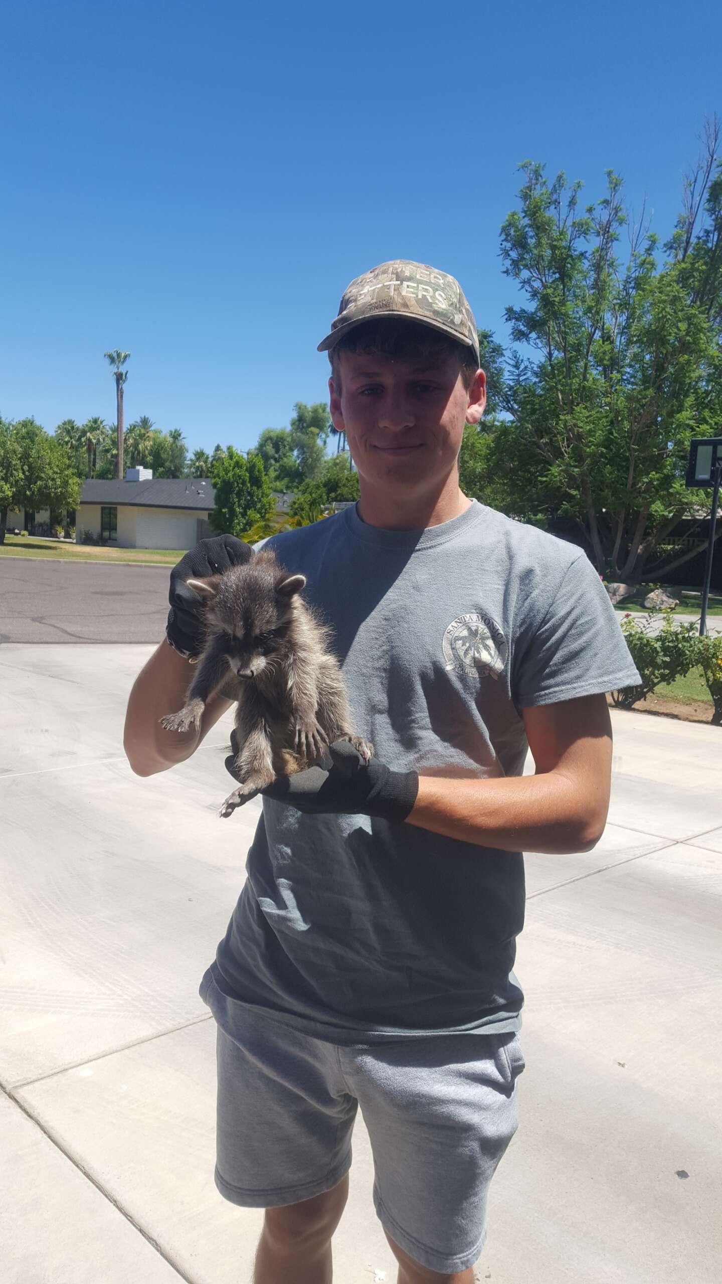 Raccoons – AZ Critter Getter