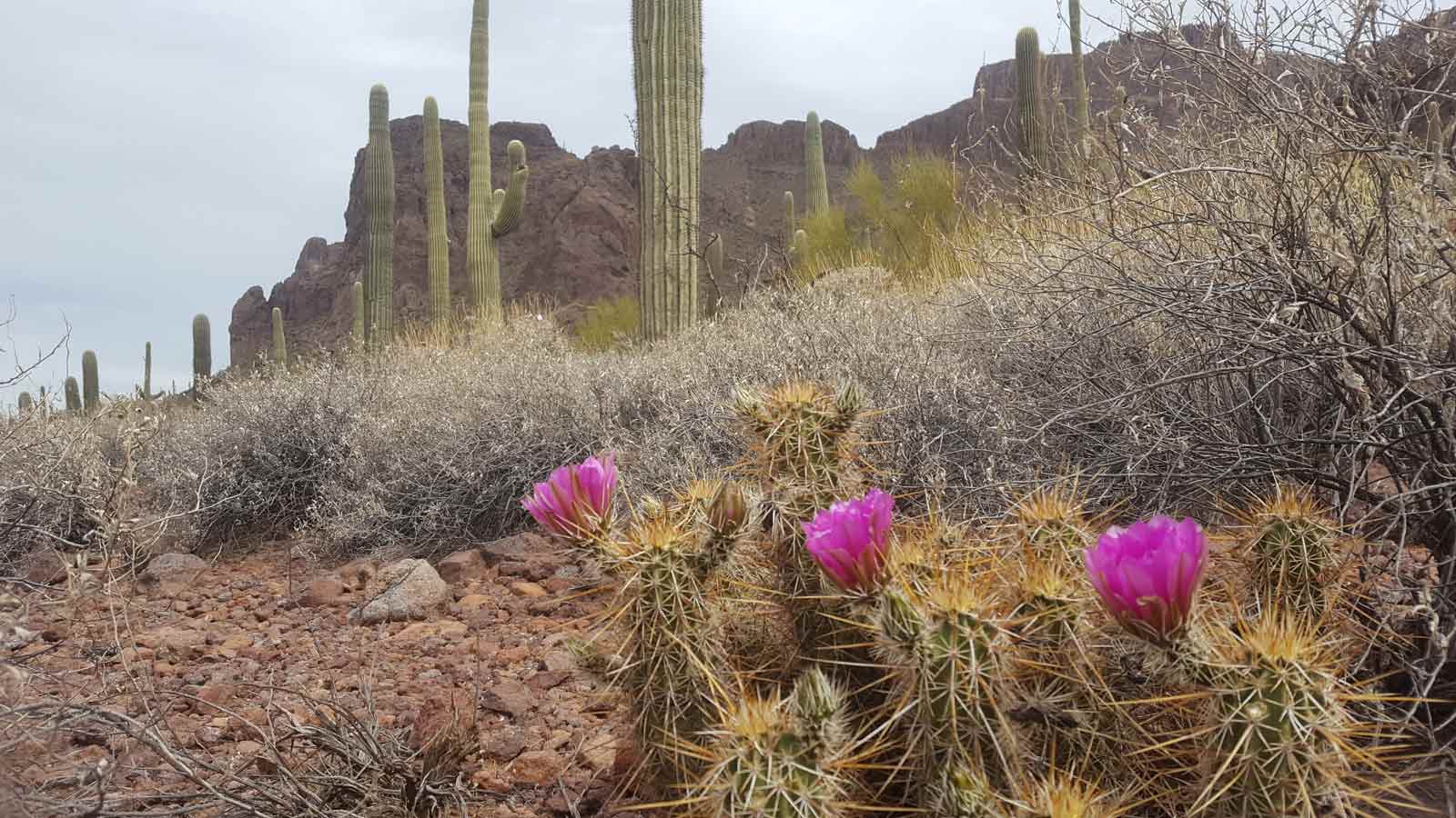 AZ Critter Getter – Pest Control Mesa, Gilbert, Chandler, Phoenix