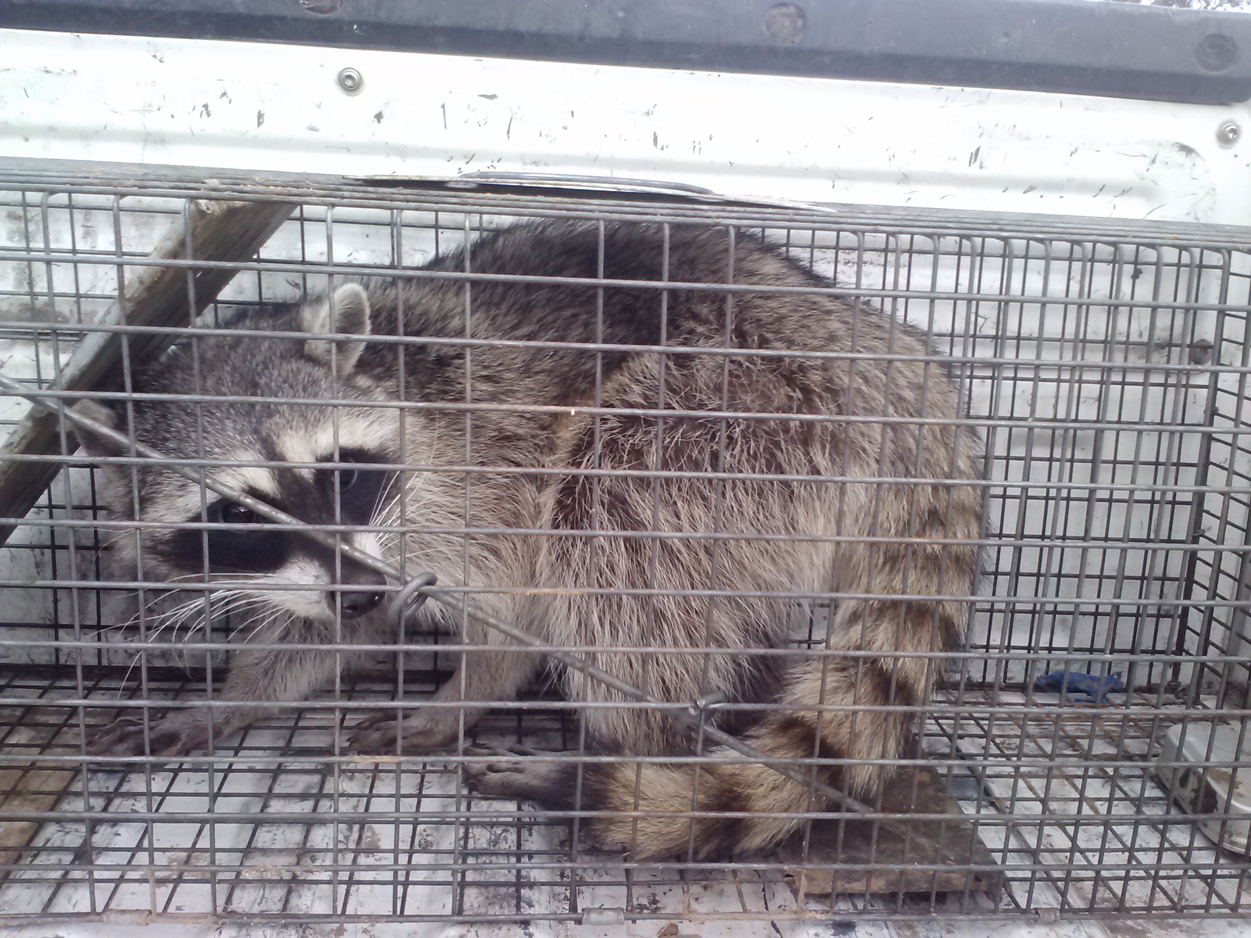 Raccoons – AZ Critter Getter