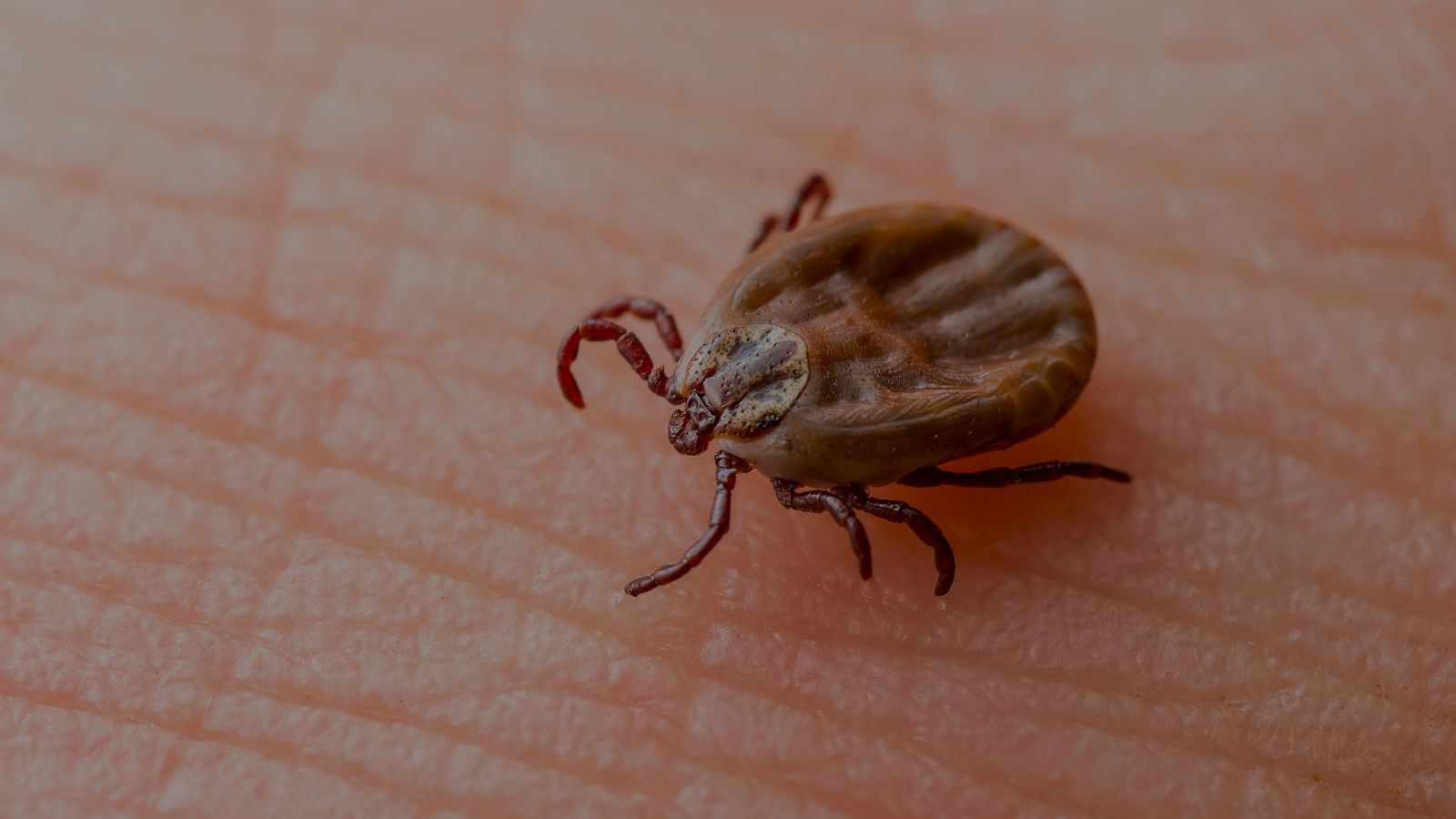 Ticks – AZ Critter Getter